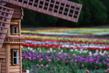 Fenwick | Jp Niagara Tulip Experience | Pelham