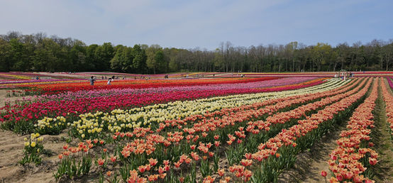 JP Niagara Tulip Experience | Tulip Festival in Fenwick, Ontario
