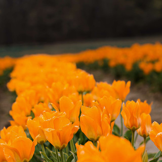 Fenwick | Jp Niagara Tulip Experience | Pelham