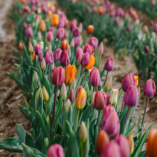 Fenwick | Jp Niagara Tulip Experience | Pelham