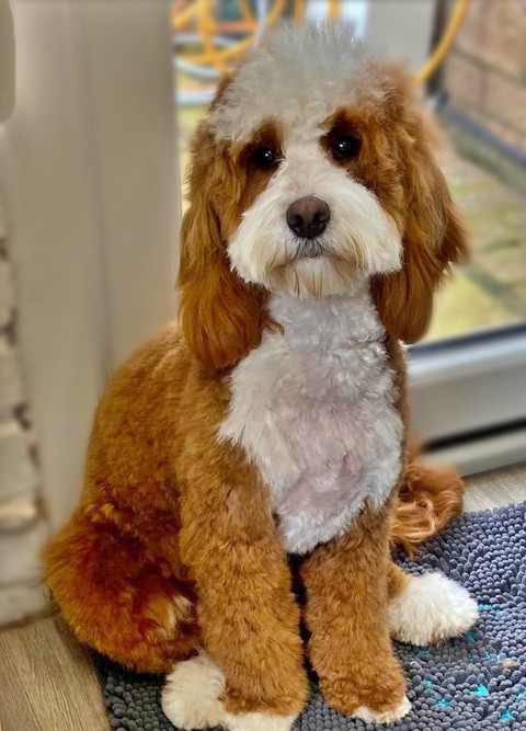 Cockerpoos & Cockers, owners' photos of Cockerpoos and Cocker Spaniels