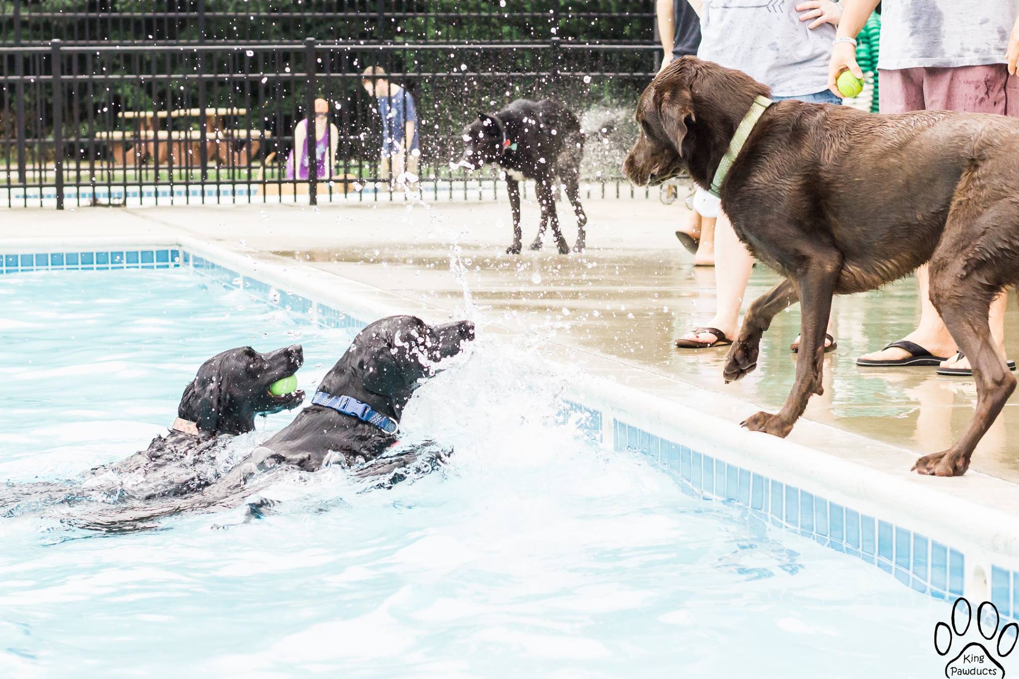 Pups in the Pool | lrgr