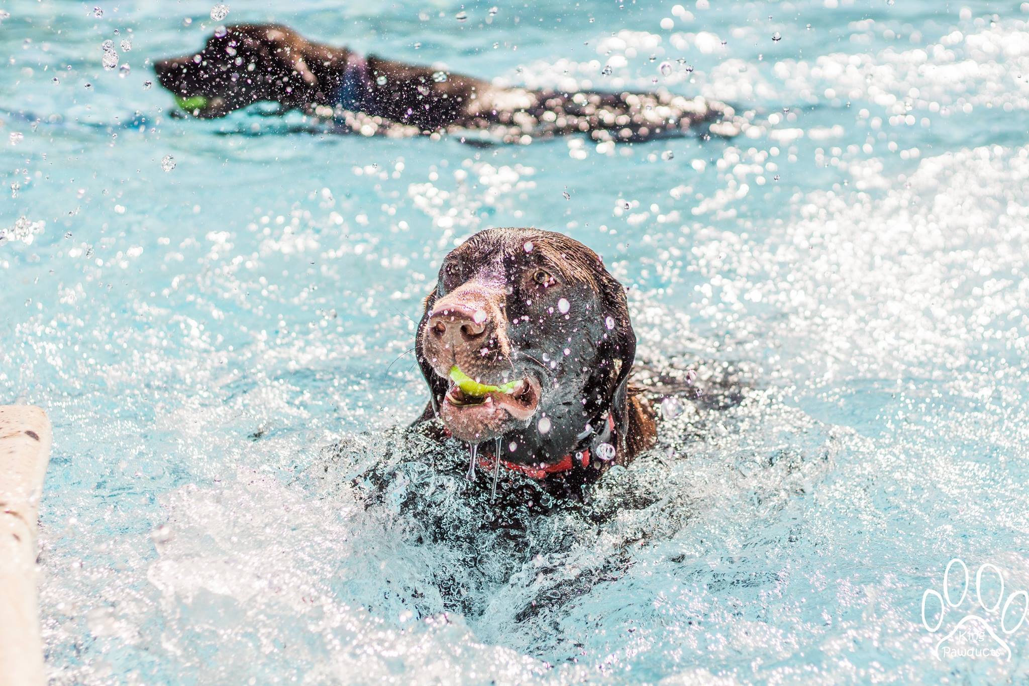 Pups in the Pool | lrgr