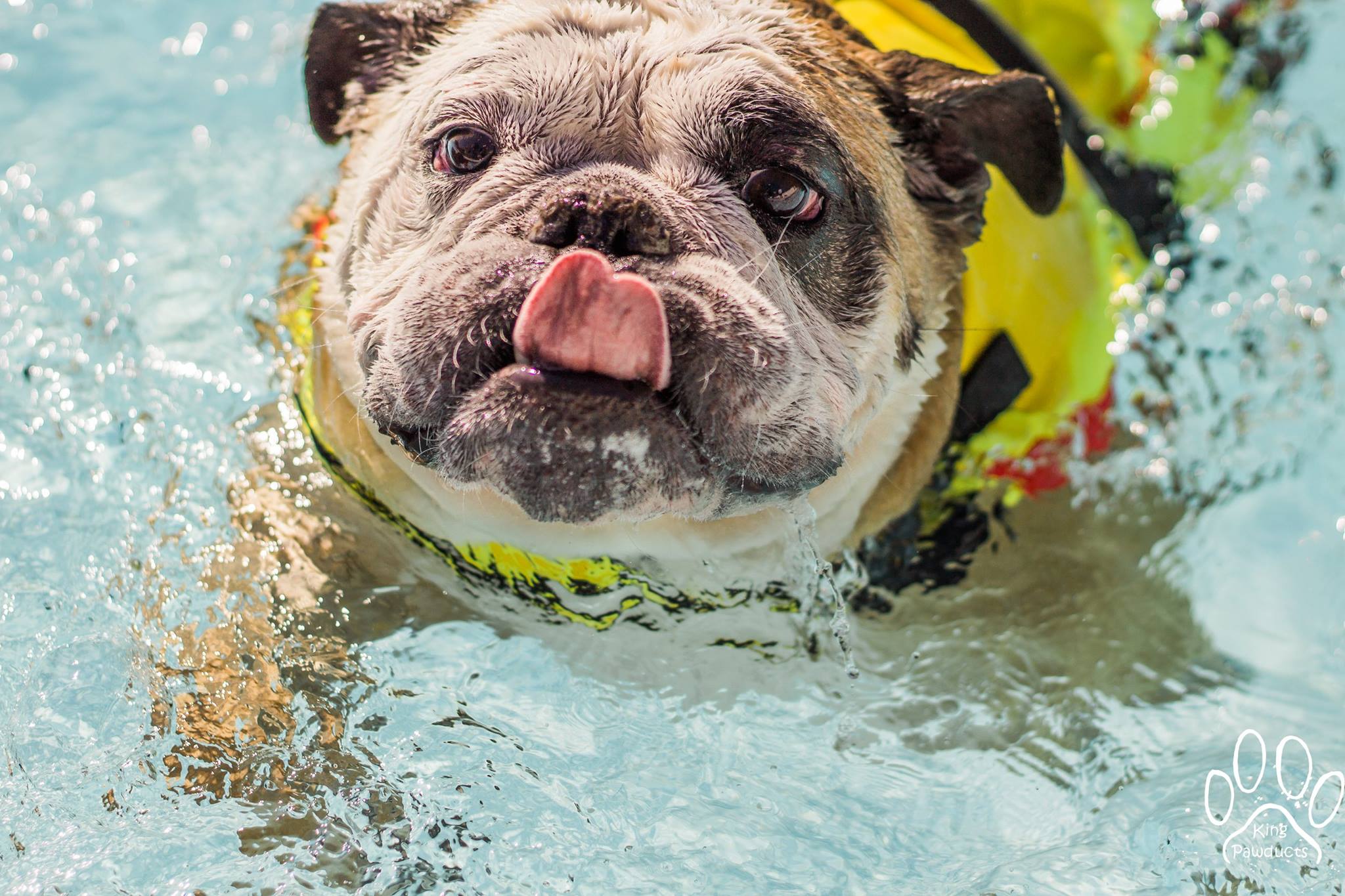 Pups in the Pool | lrgr