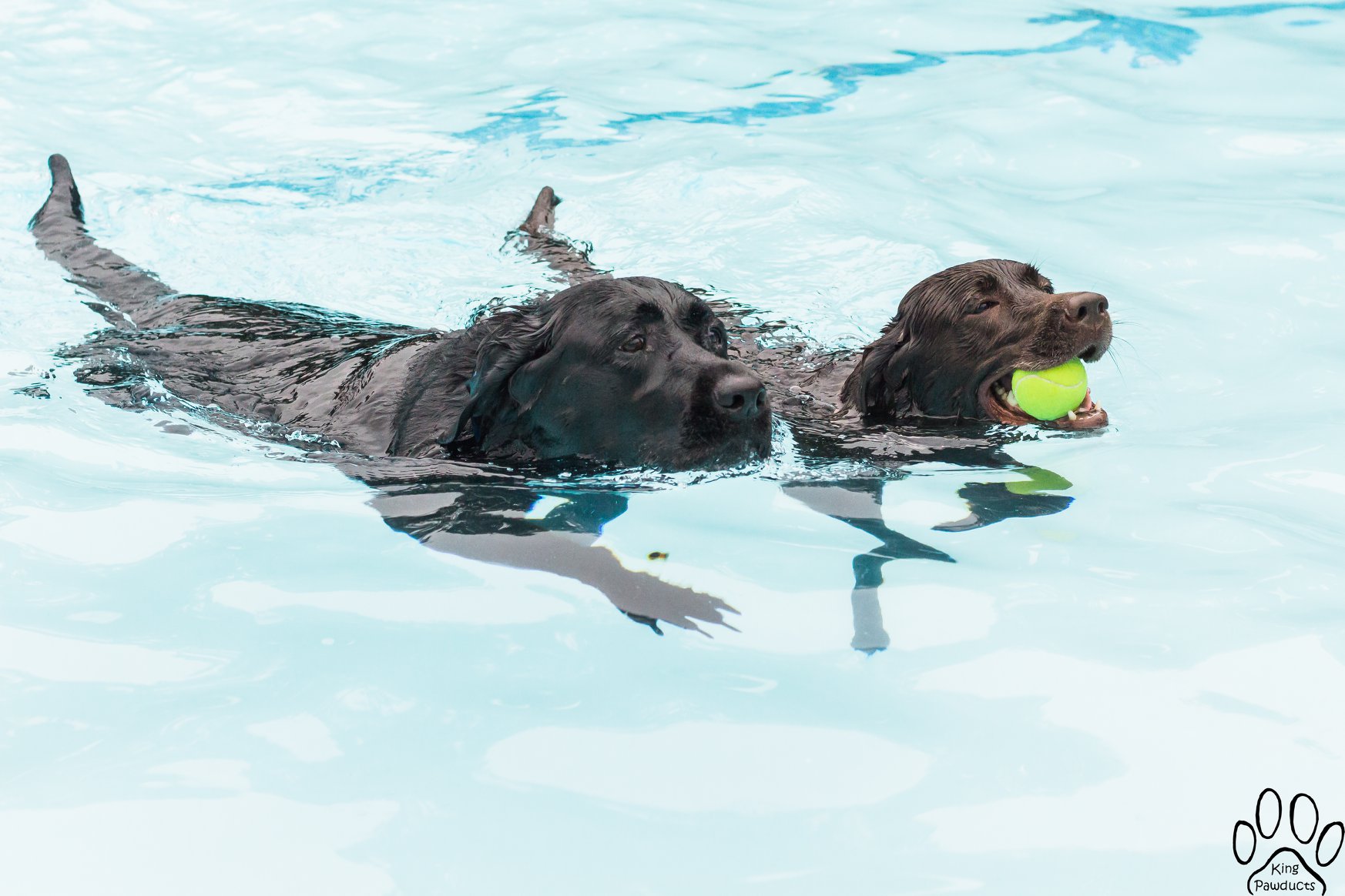 Pups in the Pool | lrgr