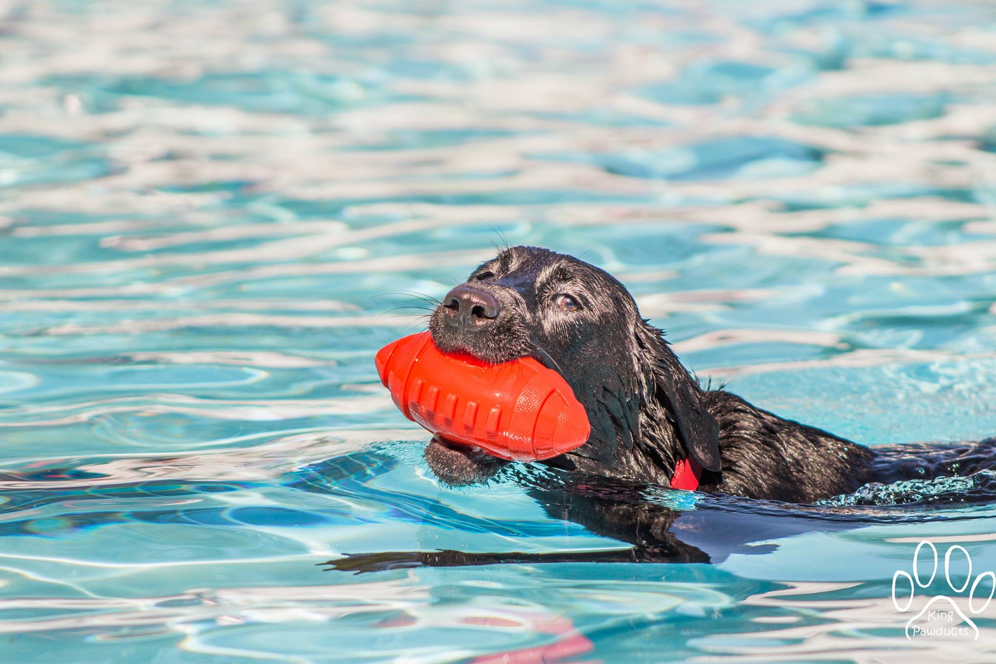 Pups in the Pool | lrgr
