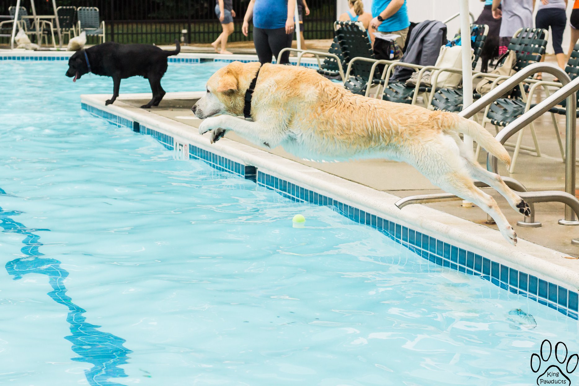 Pups in the Pool | lrgr