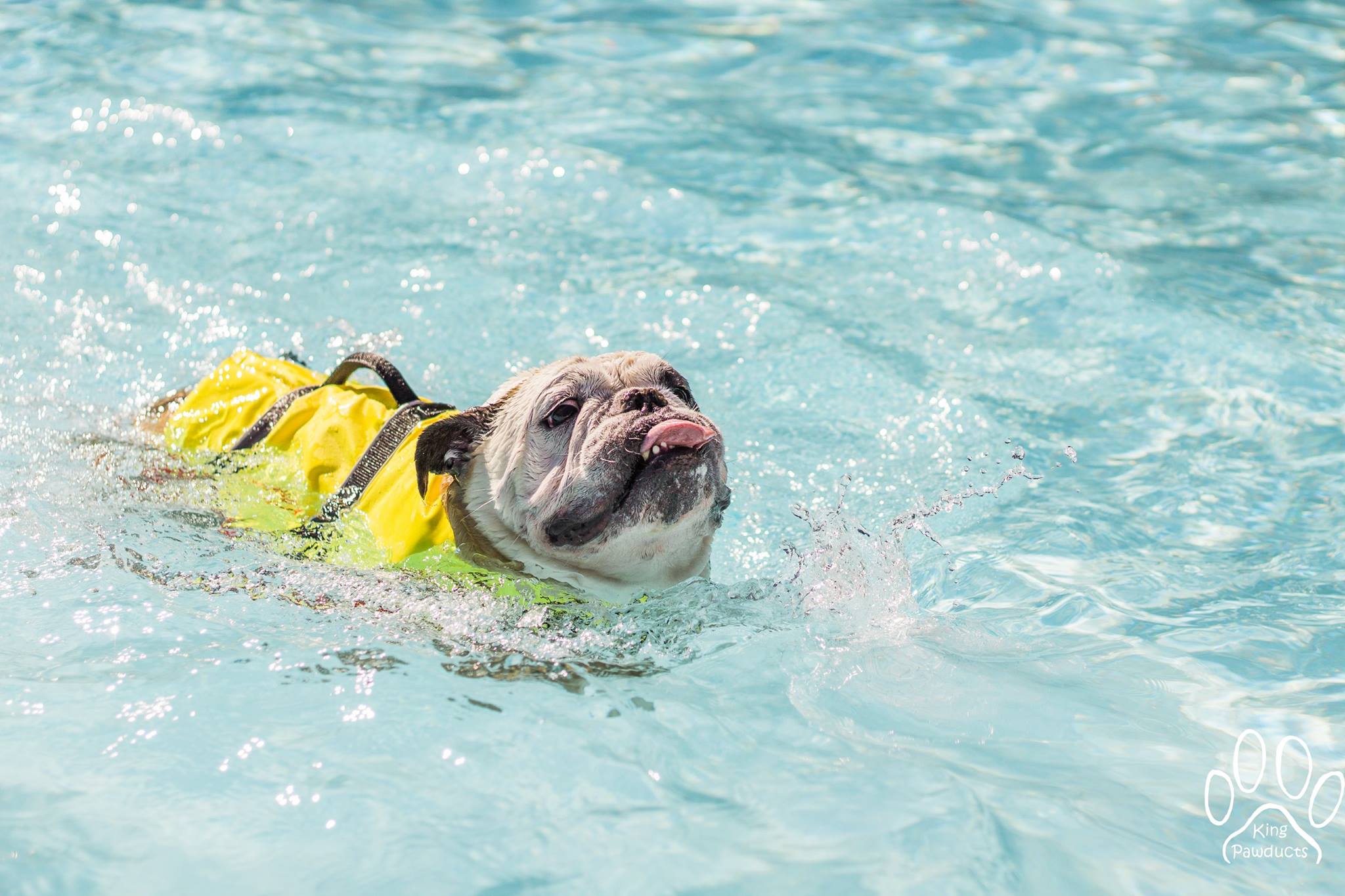 Pups in the Pool | lrgr