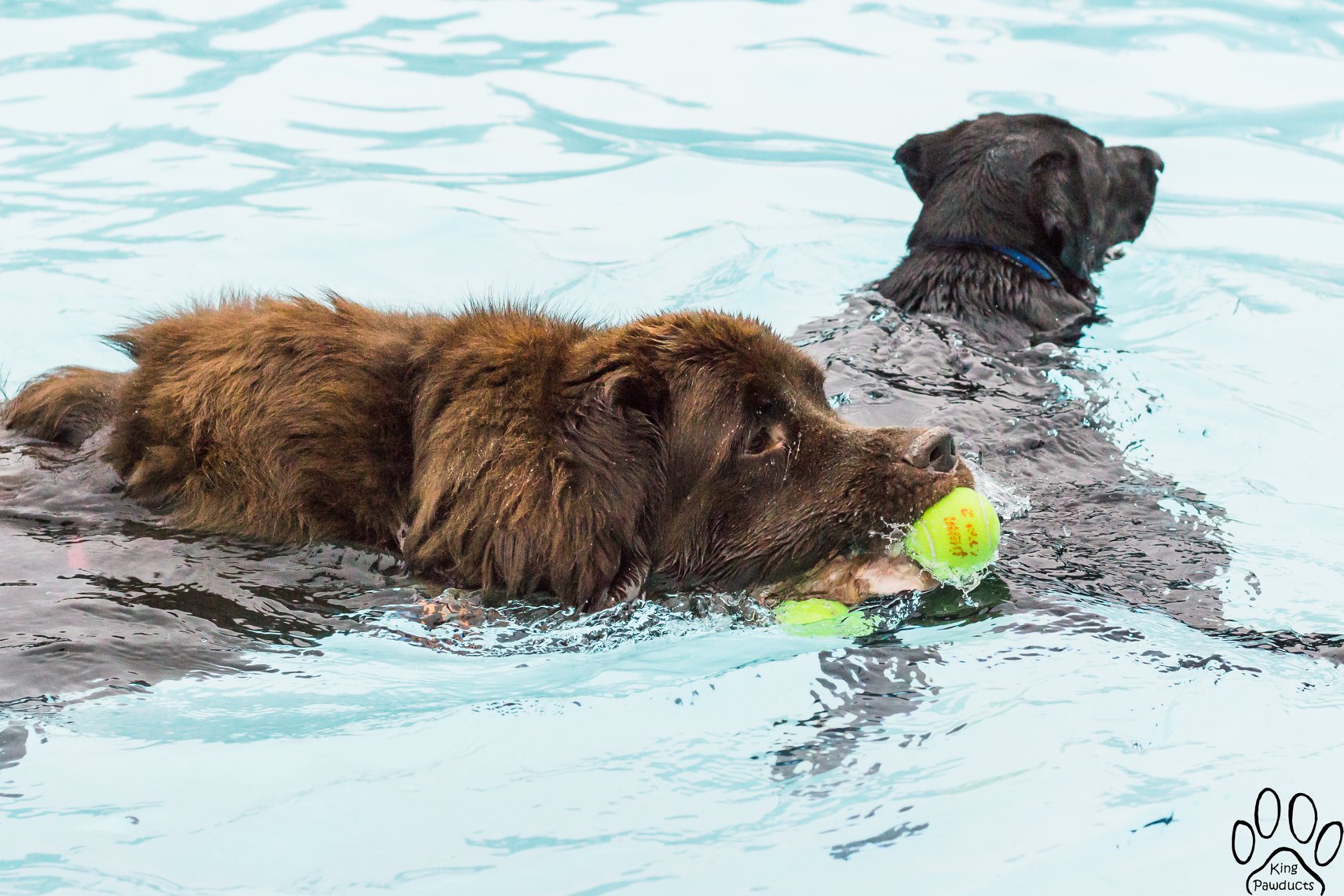 Pups in the Pool | lrgr