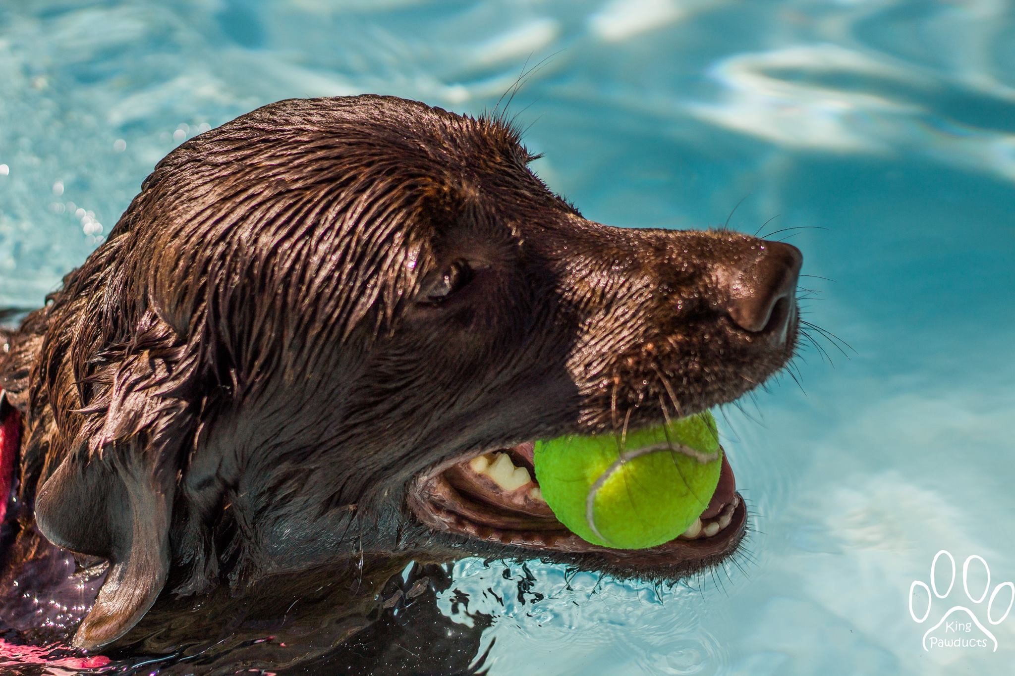 Pups in the Pool | lrgr