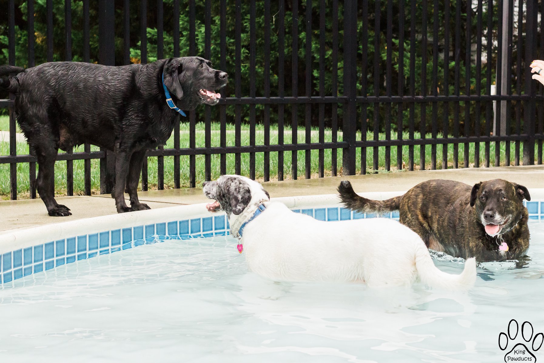 Pups in the Pool | lrgr