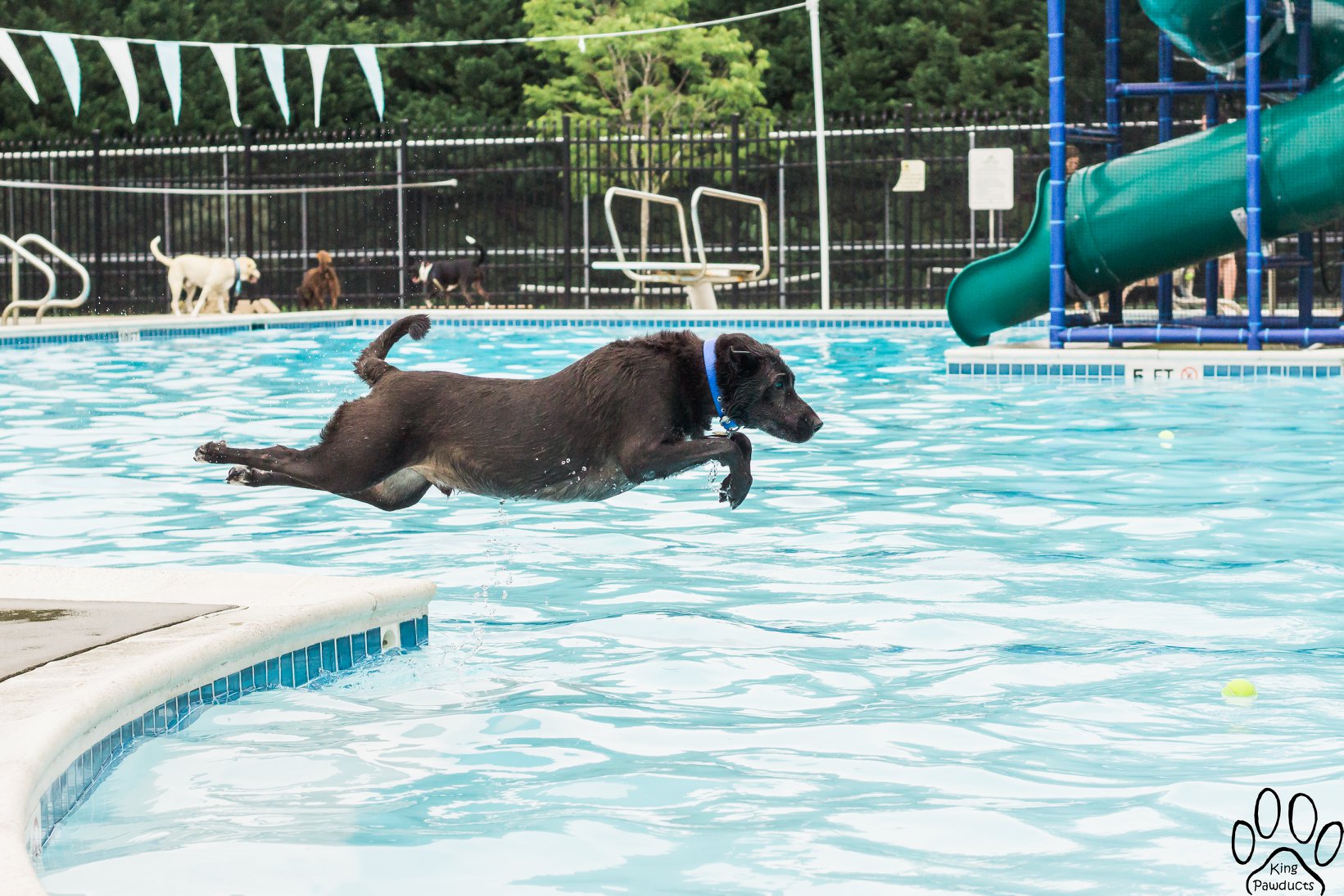 Pups in the Pool | lrgr