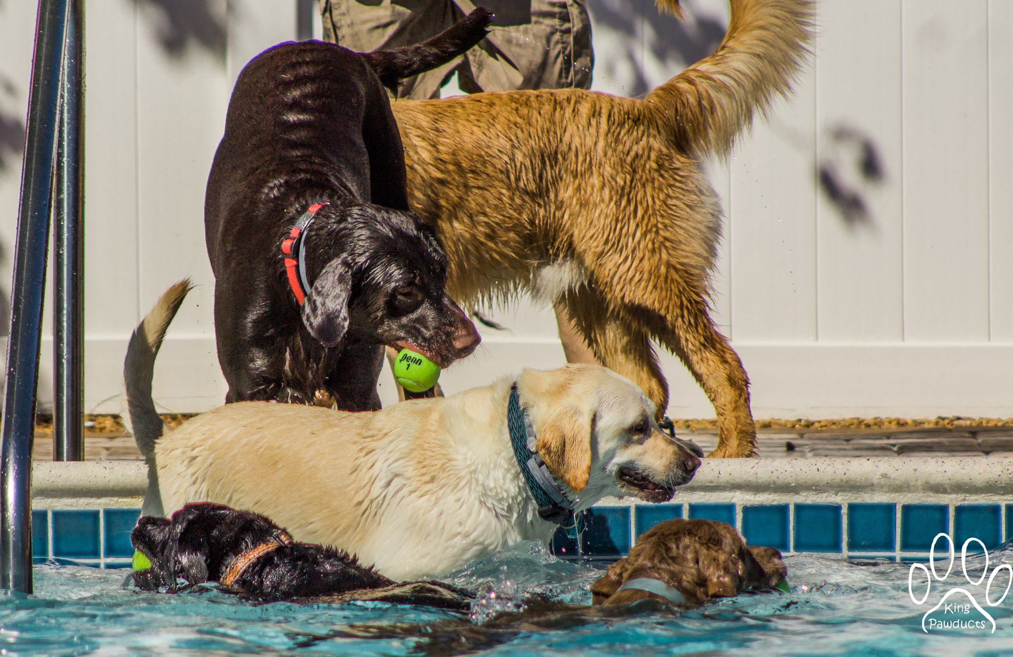 Pups in the Pool | lrgr