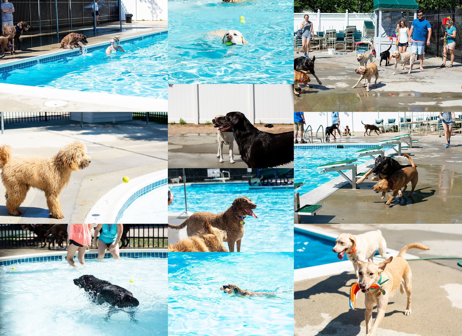 Pups in the Pool | lrgr