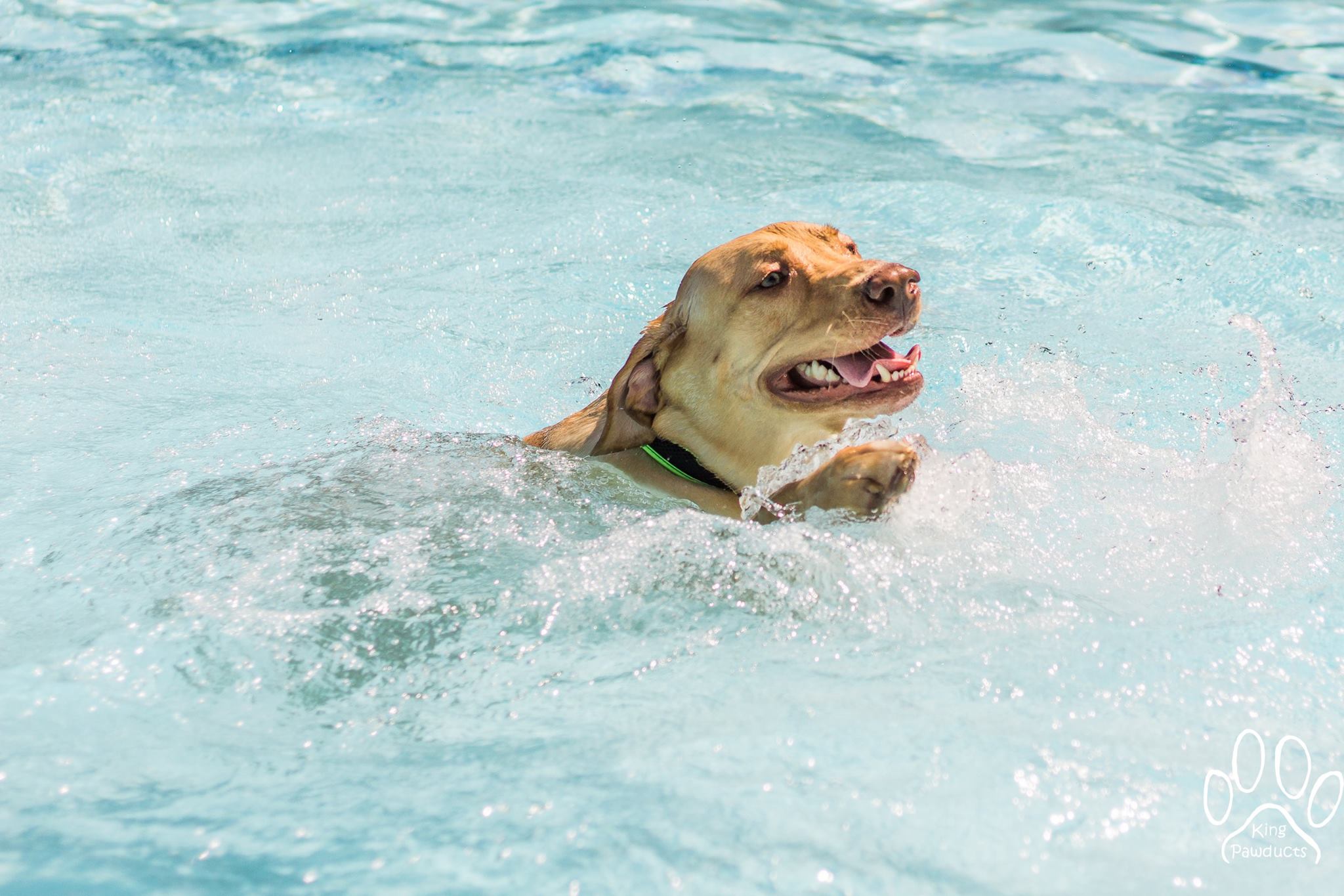 Pups in the Pool | lrgr