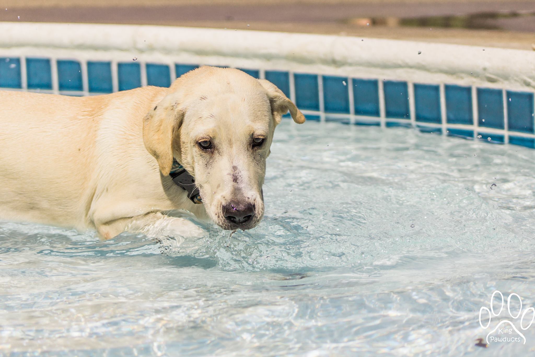 Pups in the Pool | lrgr