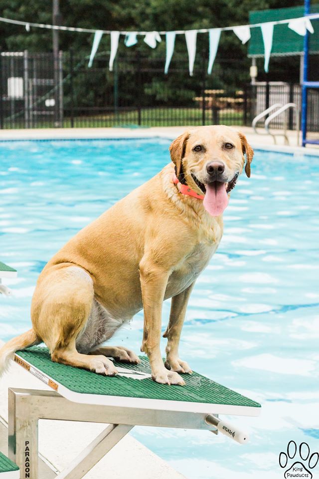 Pups in the Pool | lrgr