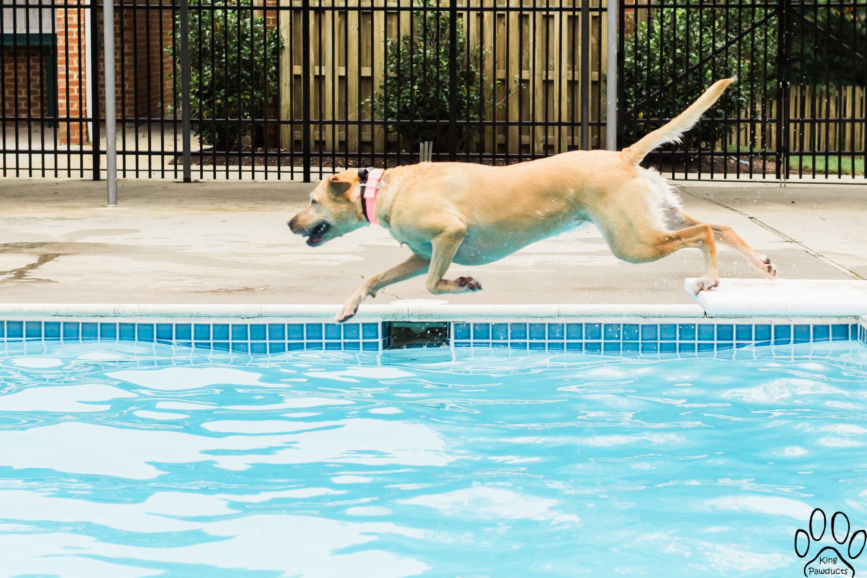 Pups in the Pool | lrgr