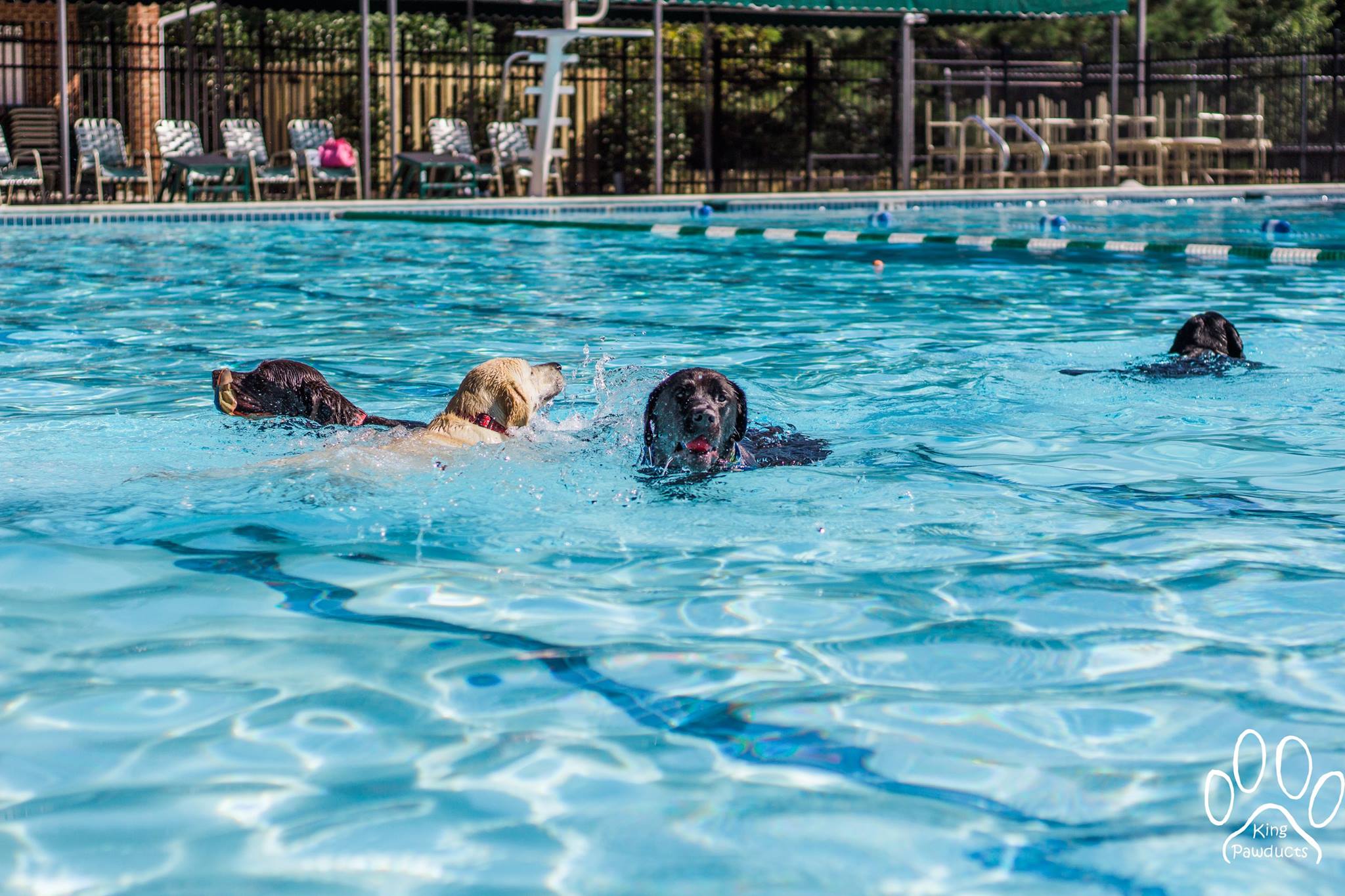 Pups in the Pool | lrgr