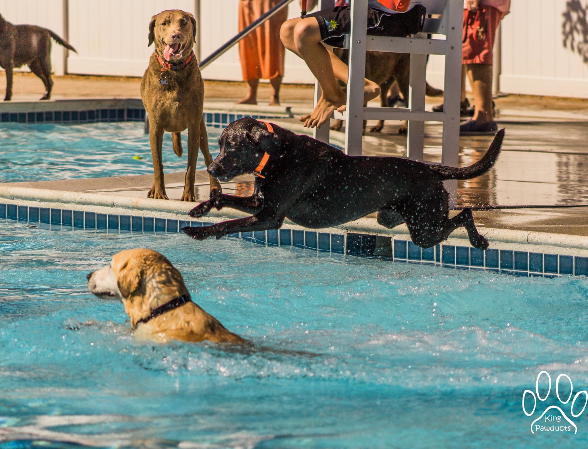 Pups in the Pool | lrgr