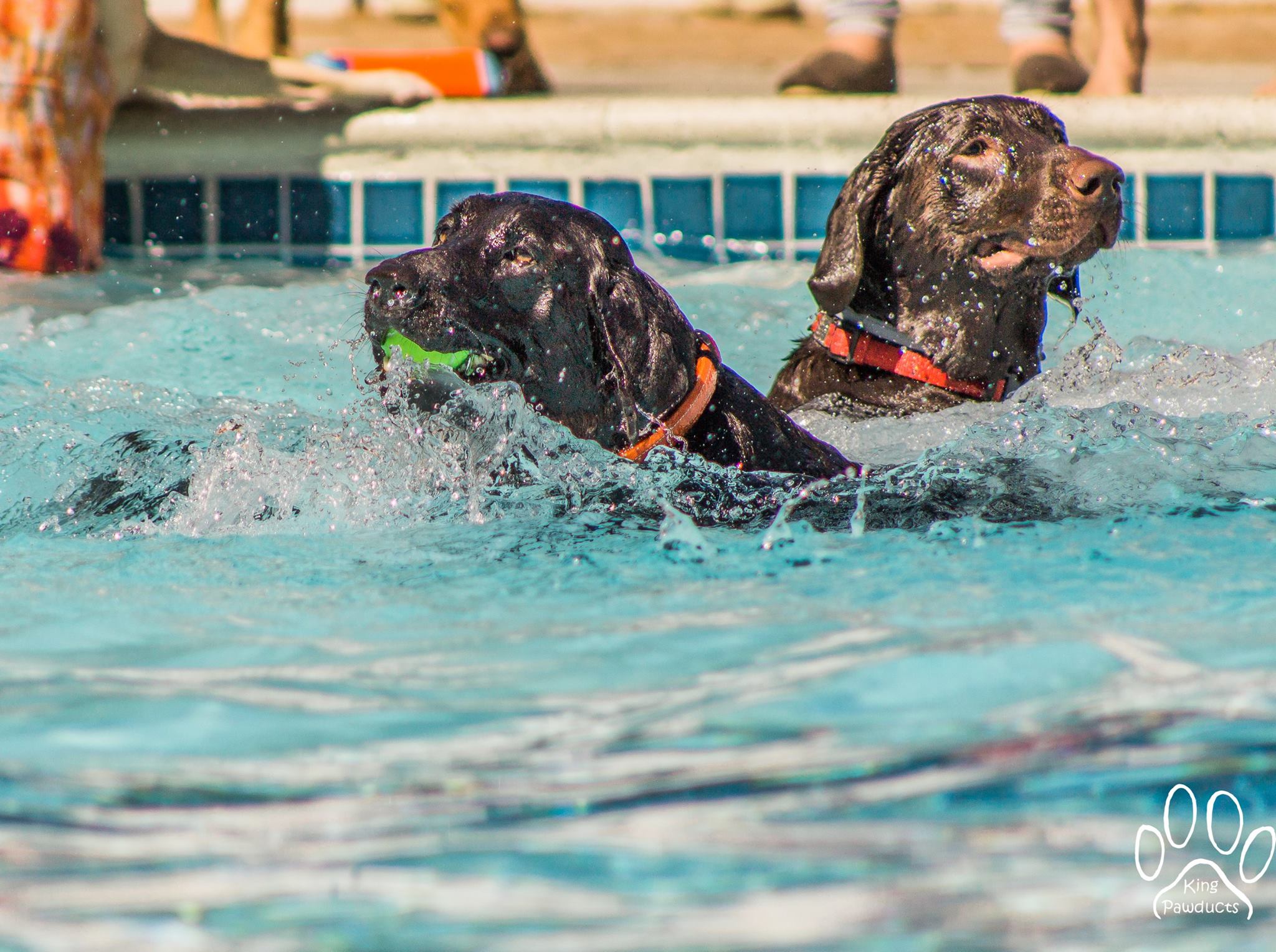 Pups in the Pool | lrgr