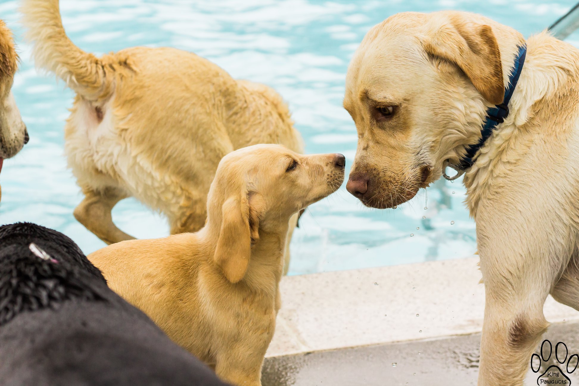 Pups in the Pool | lrgr