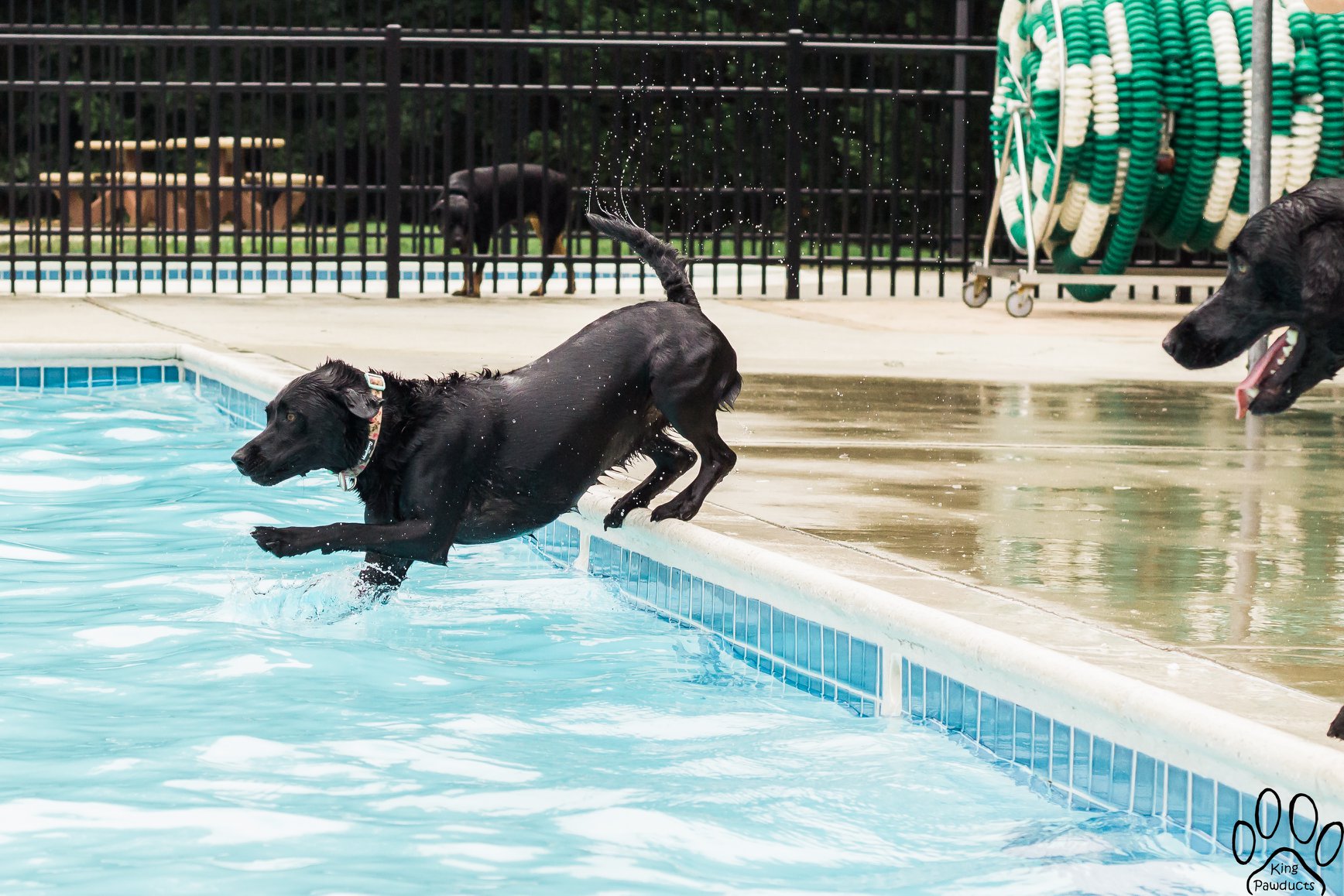 Pups in the Pool | lrgr