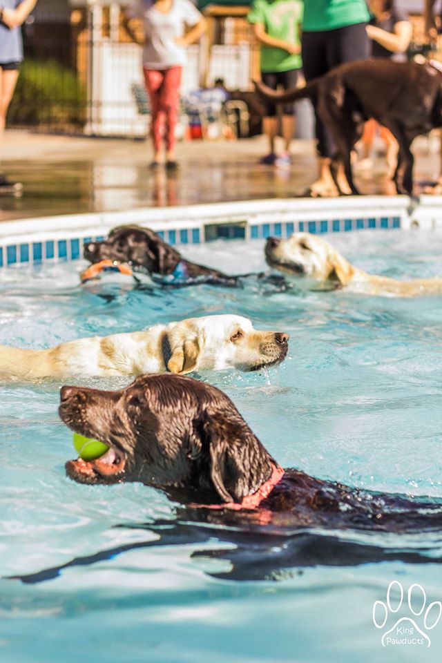 Pups in the Pool | lrgr