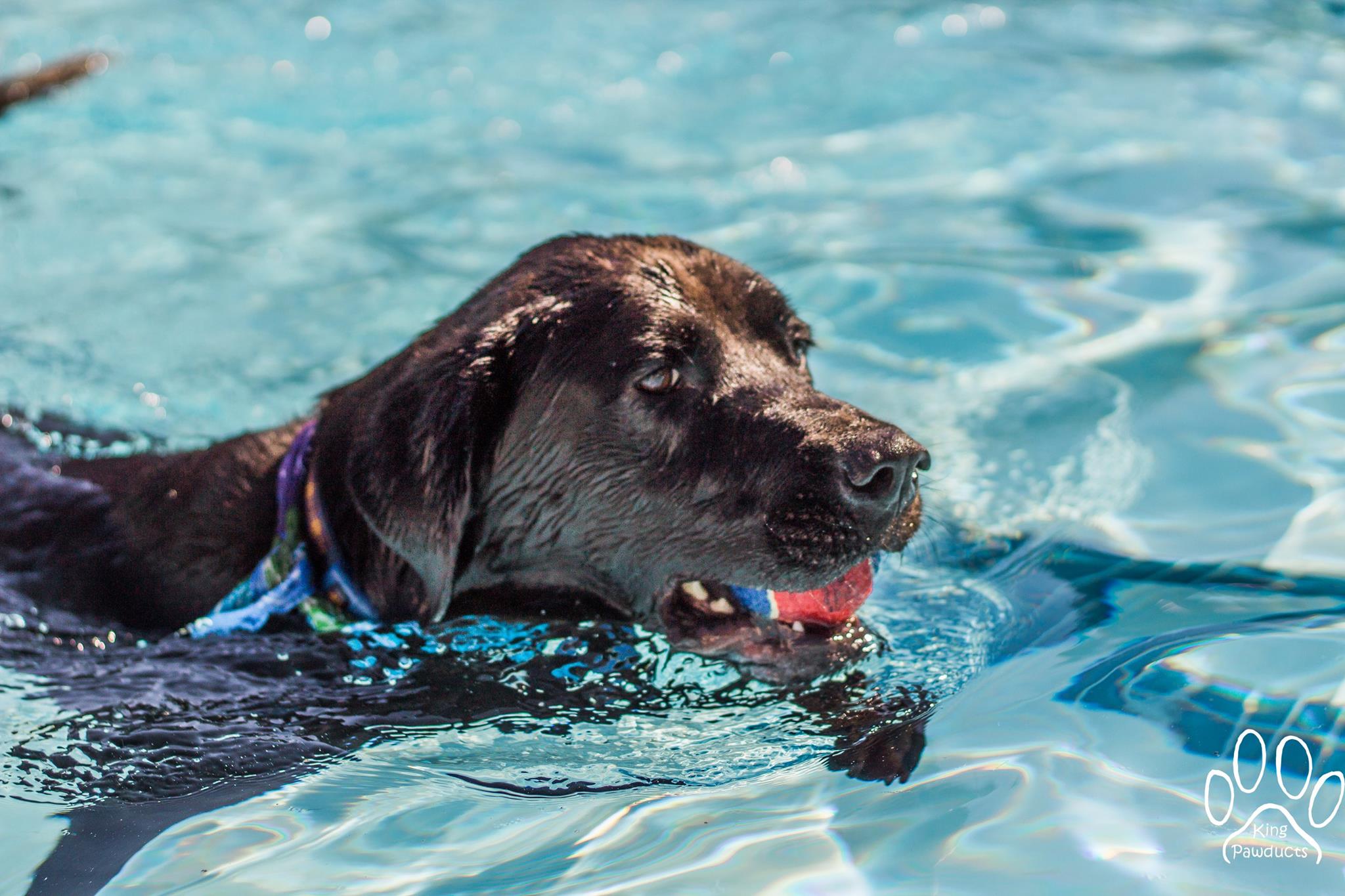 Pups in the Pool | lrgr