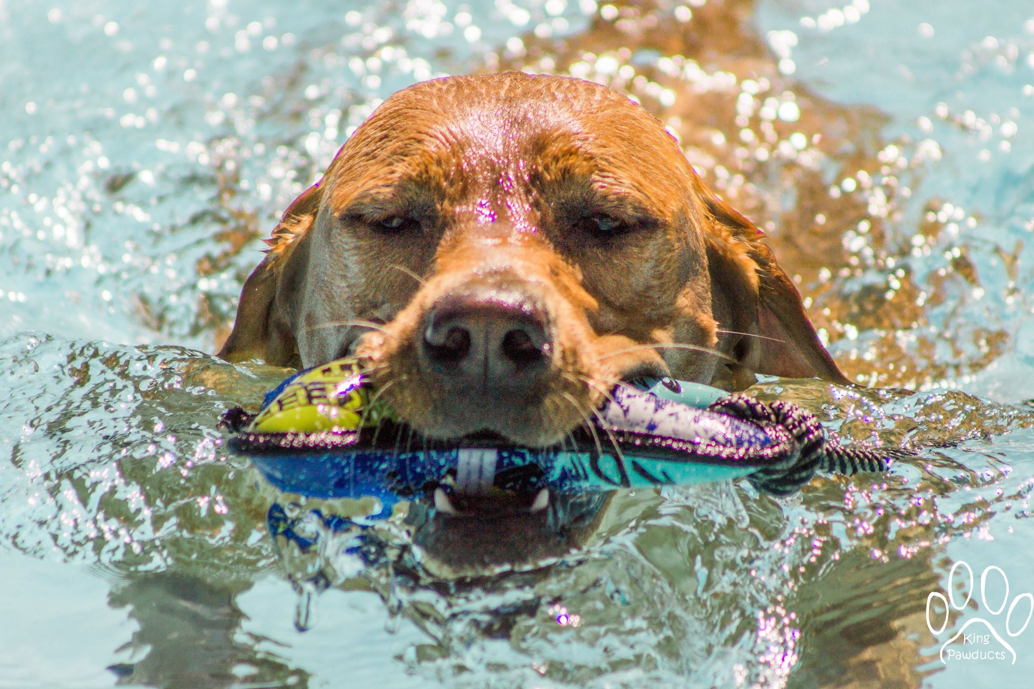 Pups in the Pool | lrgr