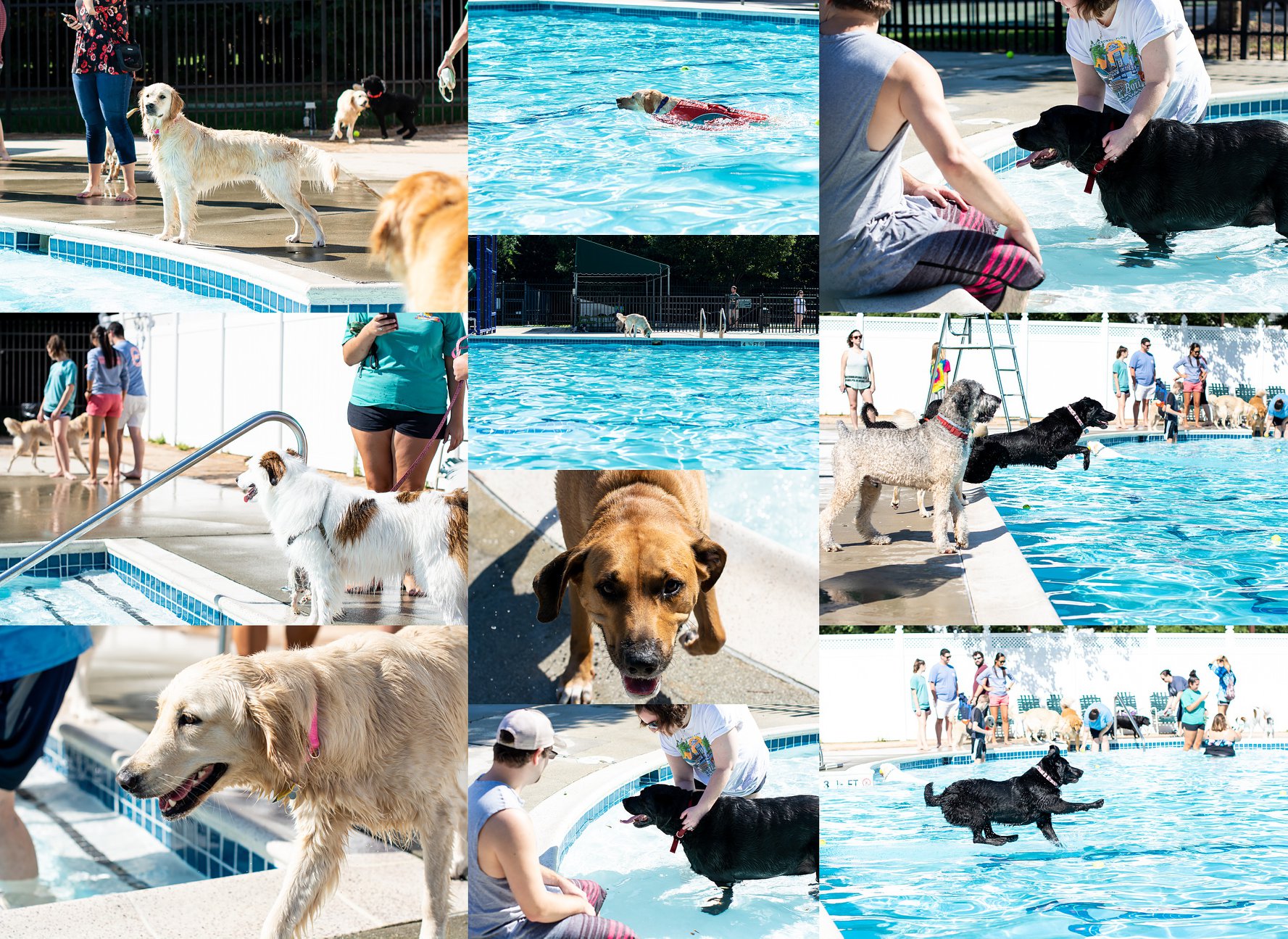 Pups in the Pool | lrgr