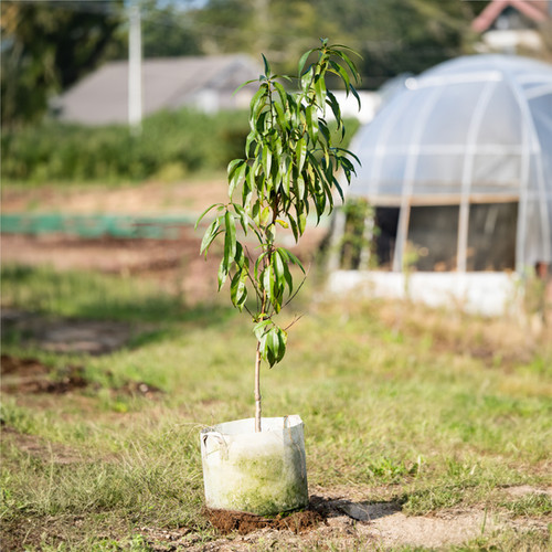Peach Tree Sapling | Ra's Farm