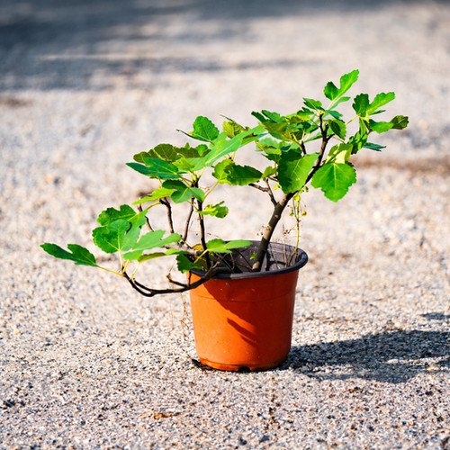 Fig Tree Sapling | Ra's Farm