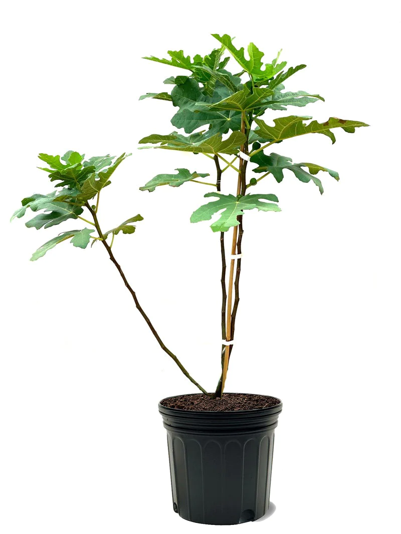 Fig Tree Sapling | Ra's Farm