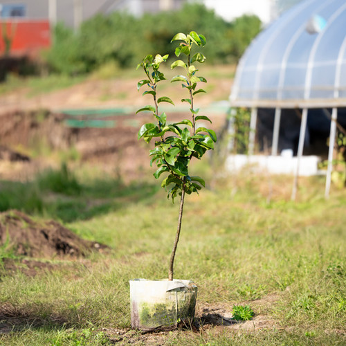 Two-year-old Pear Tree Sapling | Ra's Farm