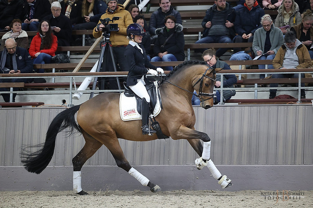 Nachwuchs 2024 - v. Kenneth und Hallifax Lyng