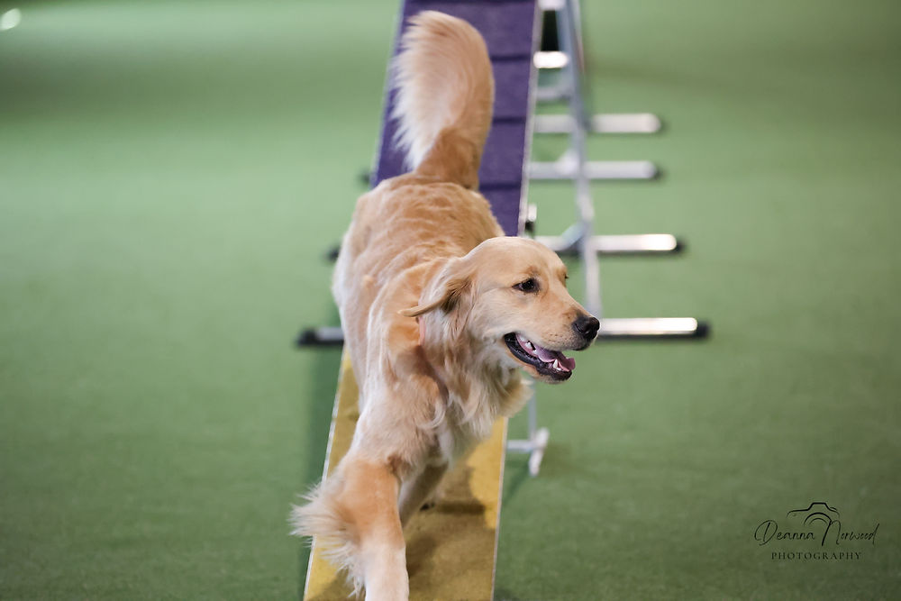 Golden Acres-Private Dog Agility Arena and Training-Central Ohio-Chase ...