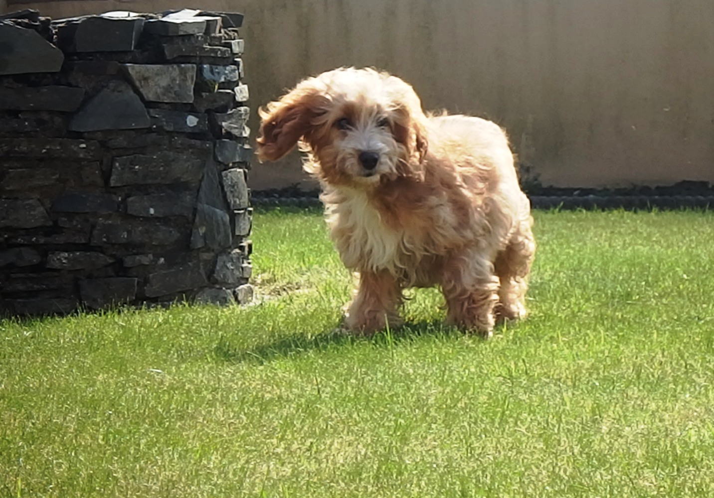 Gwynmardene Kennels | Llanboidy | Dog Breeder | Wales | Cockapoo