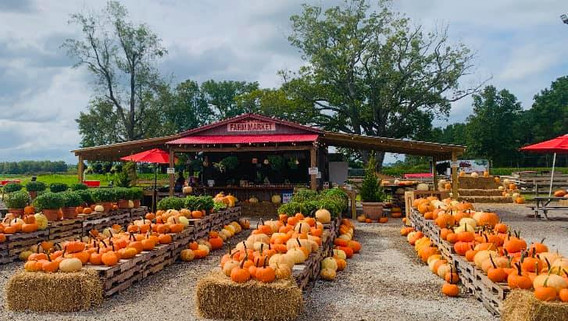 Chesapeake VA Pumpkin Patch