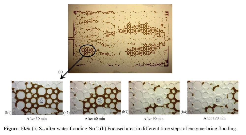 Enzyme Enhanced Oil Recovery for Water Alternating Gas Systems