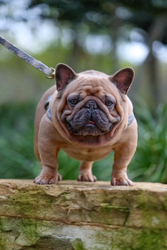 Powerhouse | French Bulldog | Saltwater Frenchies