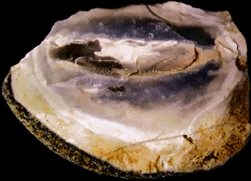 SnowShip | Mammoth Relics