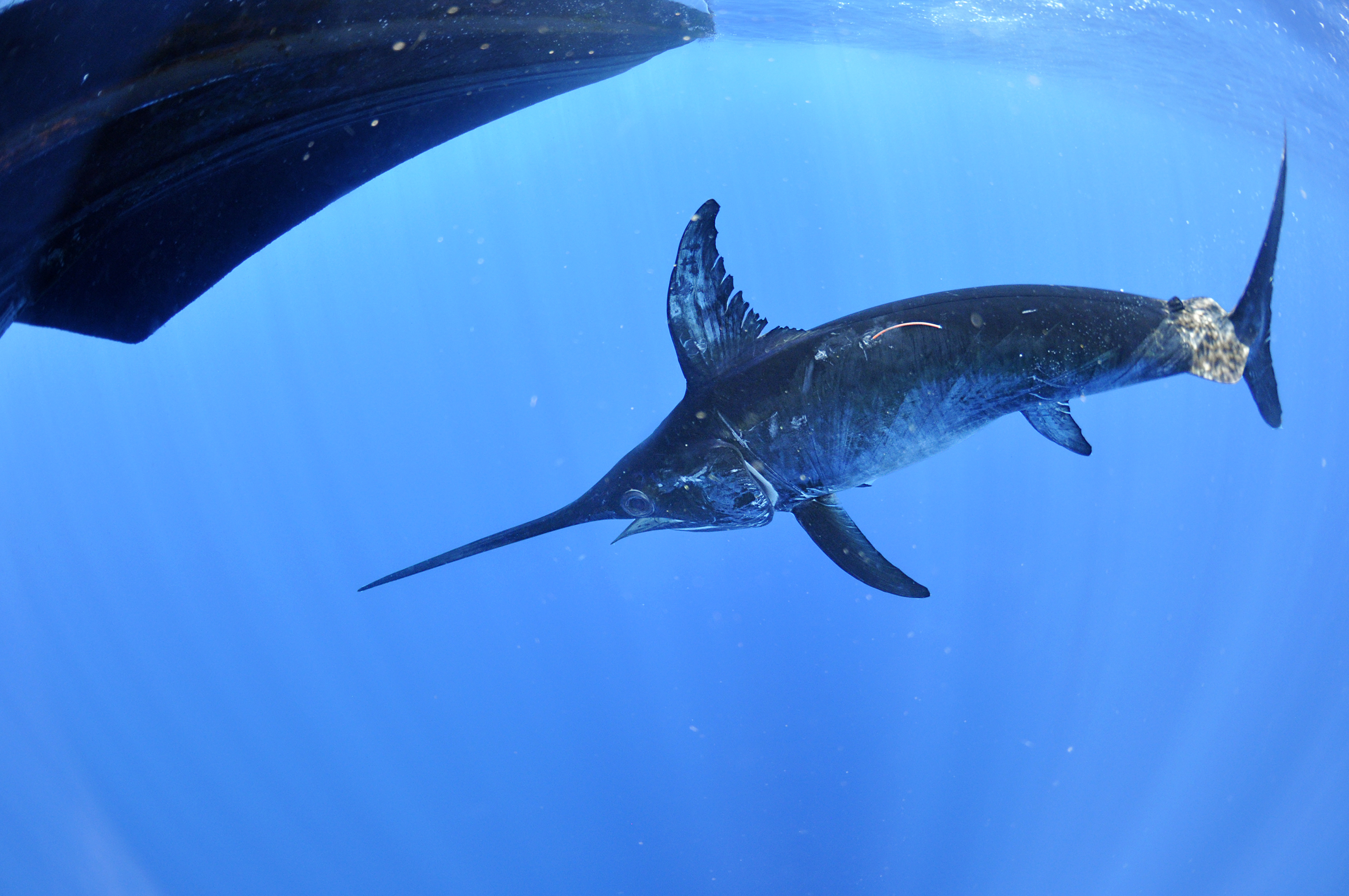 Malindi Sea Fishing Club | Kenya | Home