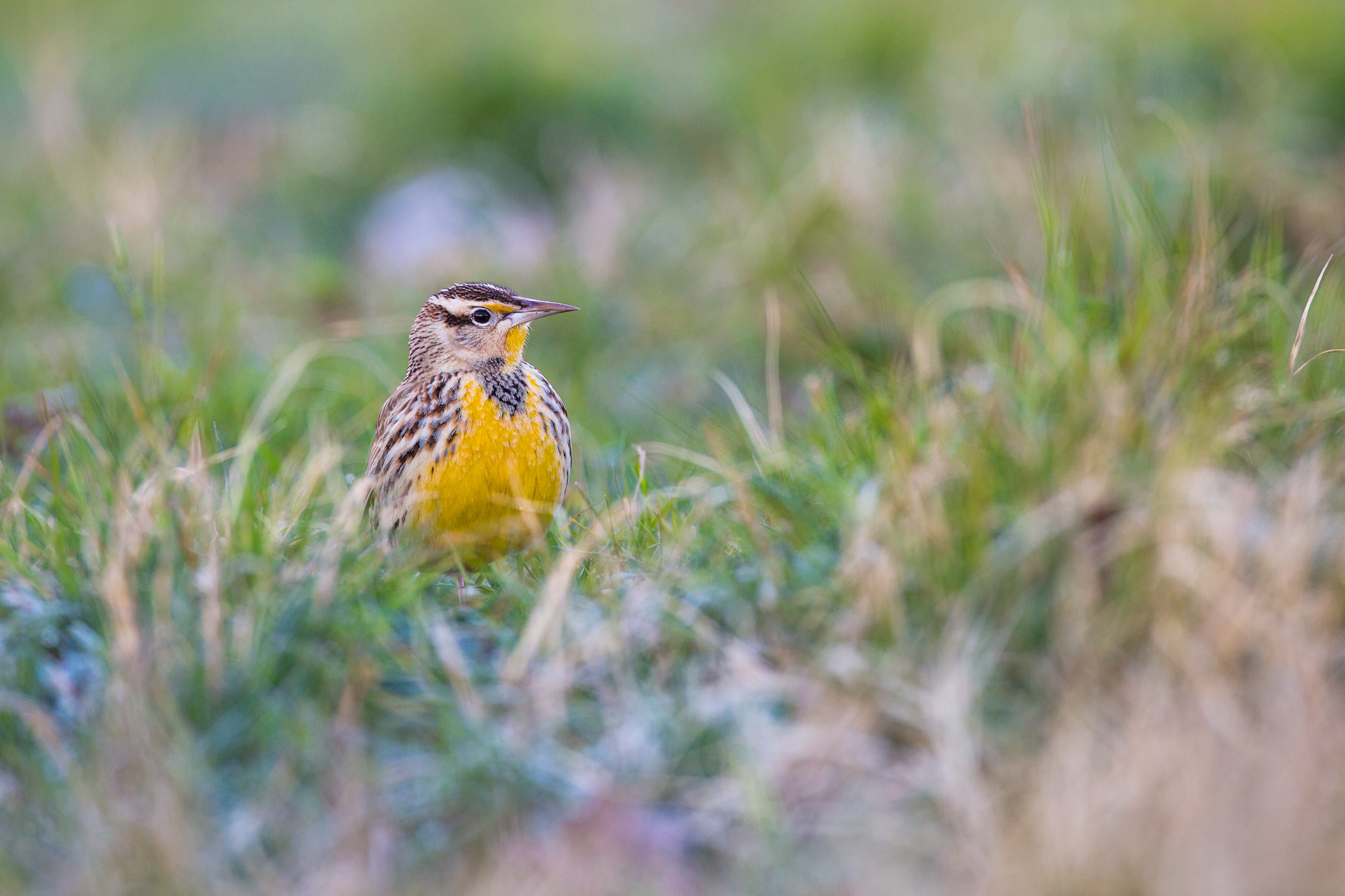 Sandow Lakes Ranch | Rockdale, TX | Icon Global Group