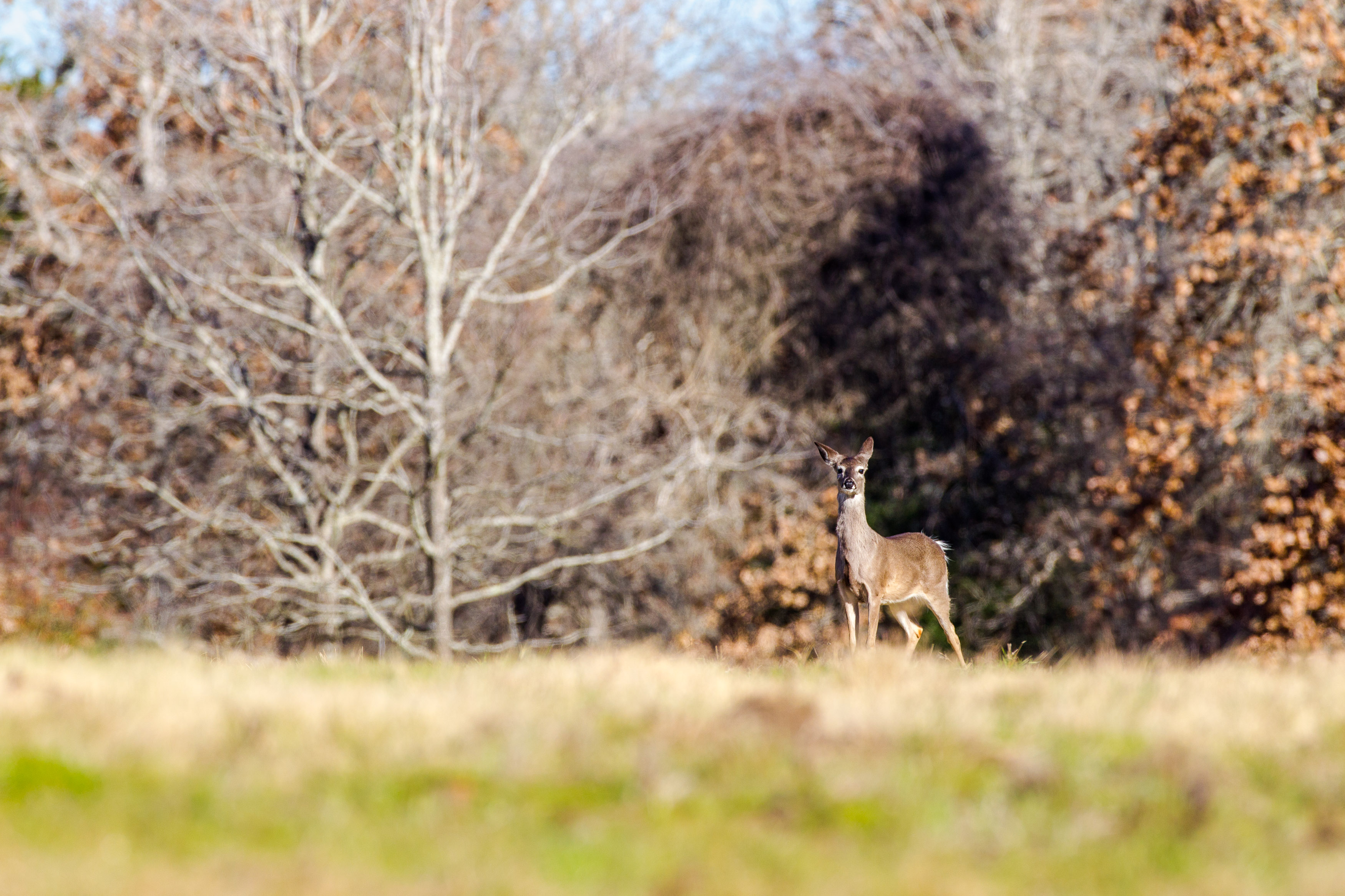 Sandow Lakes Ranch | Rockdale, TX | Icon Global Group