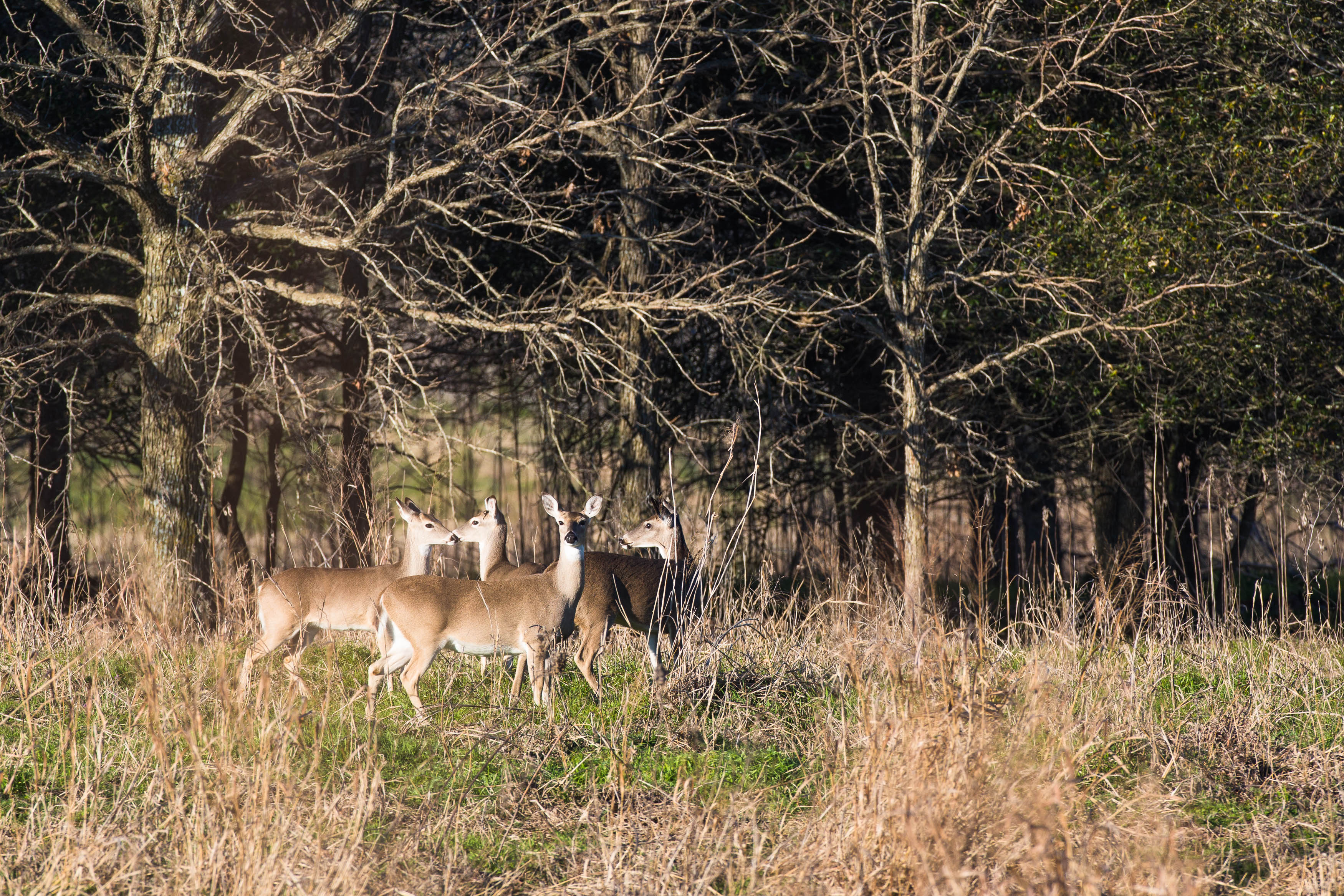 Sandow Lakes Ranch | Rockdale, TX | Icon Global Group