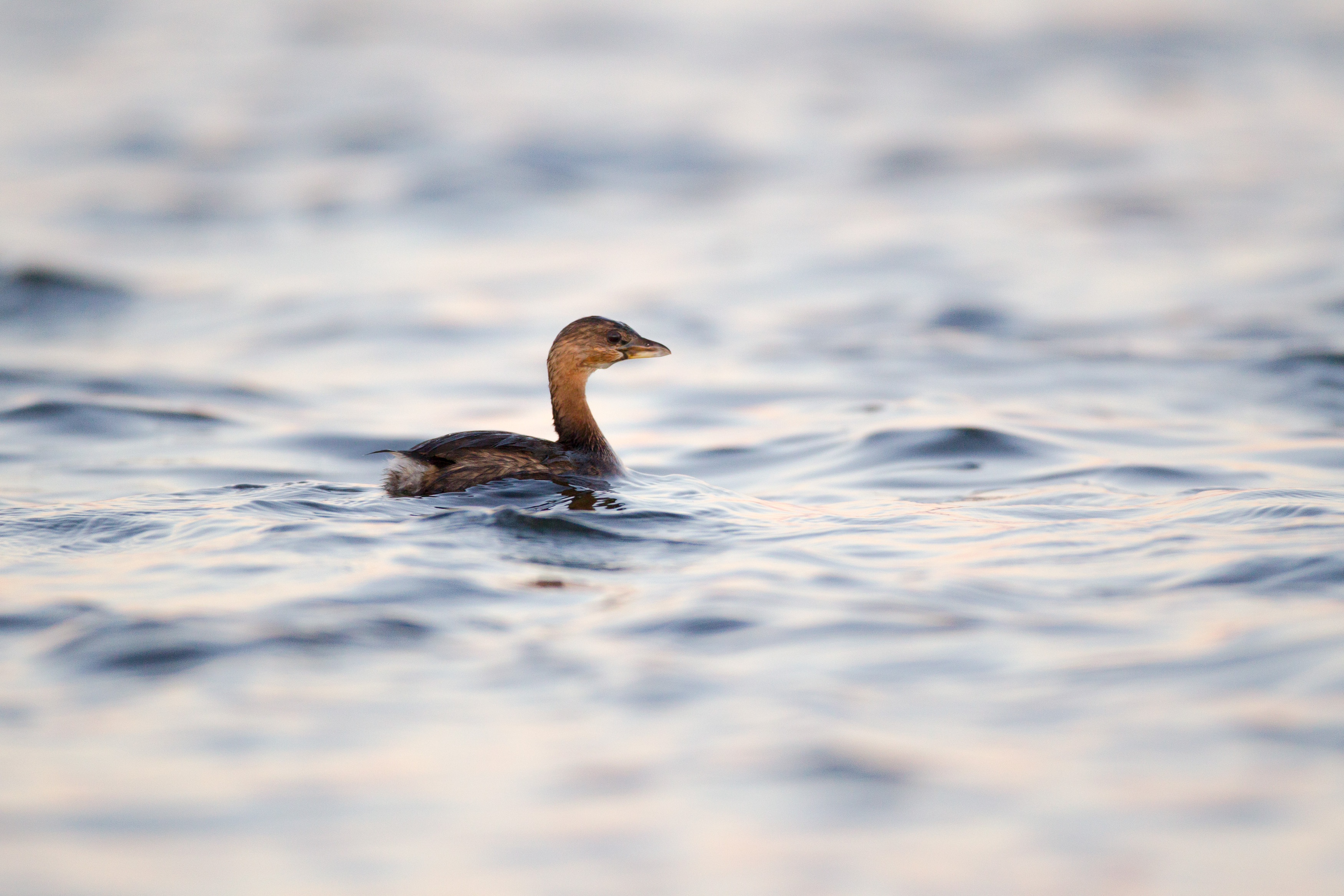 Sandow Lakes Ranch | Rockdale, TX | Icon Global Group