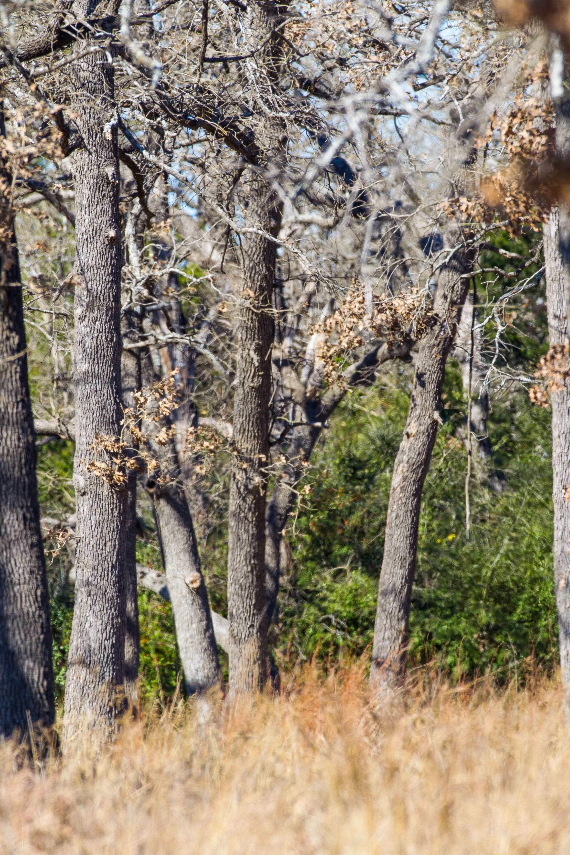 Sandow Lakes Ranch | Rockdale, TX | Icon Global Group
