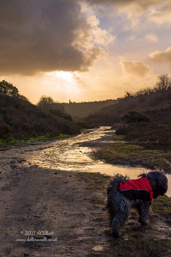 Poldice & Wheal Maid Tailings Walk downloadable guide | Billie's Walk