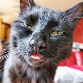 About | Dinmeow design